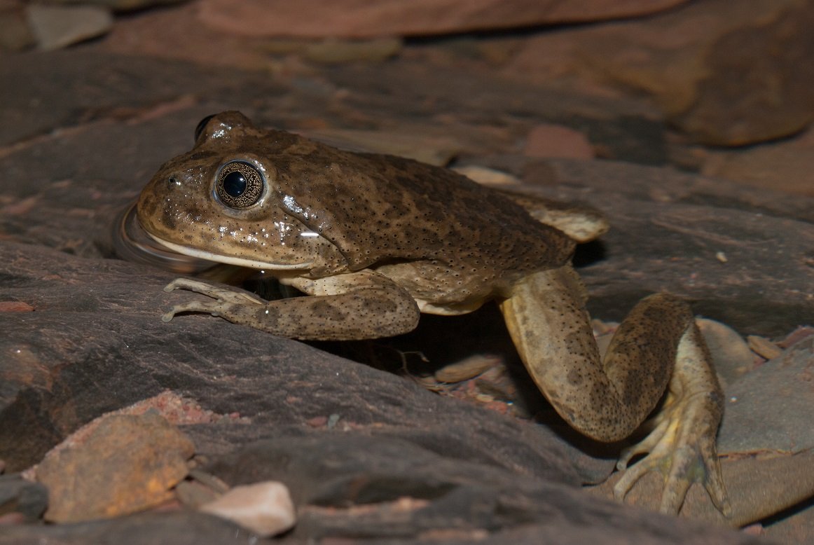 Bolivian Amphibian Initiative | Sucre water frog.